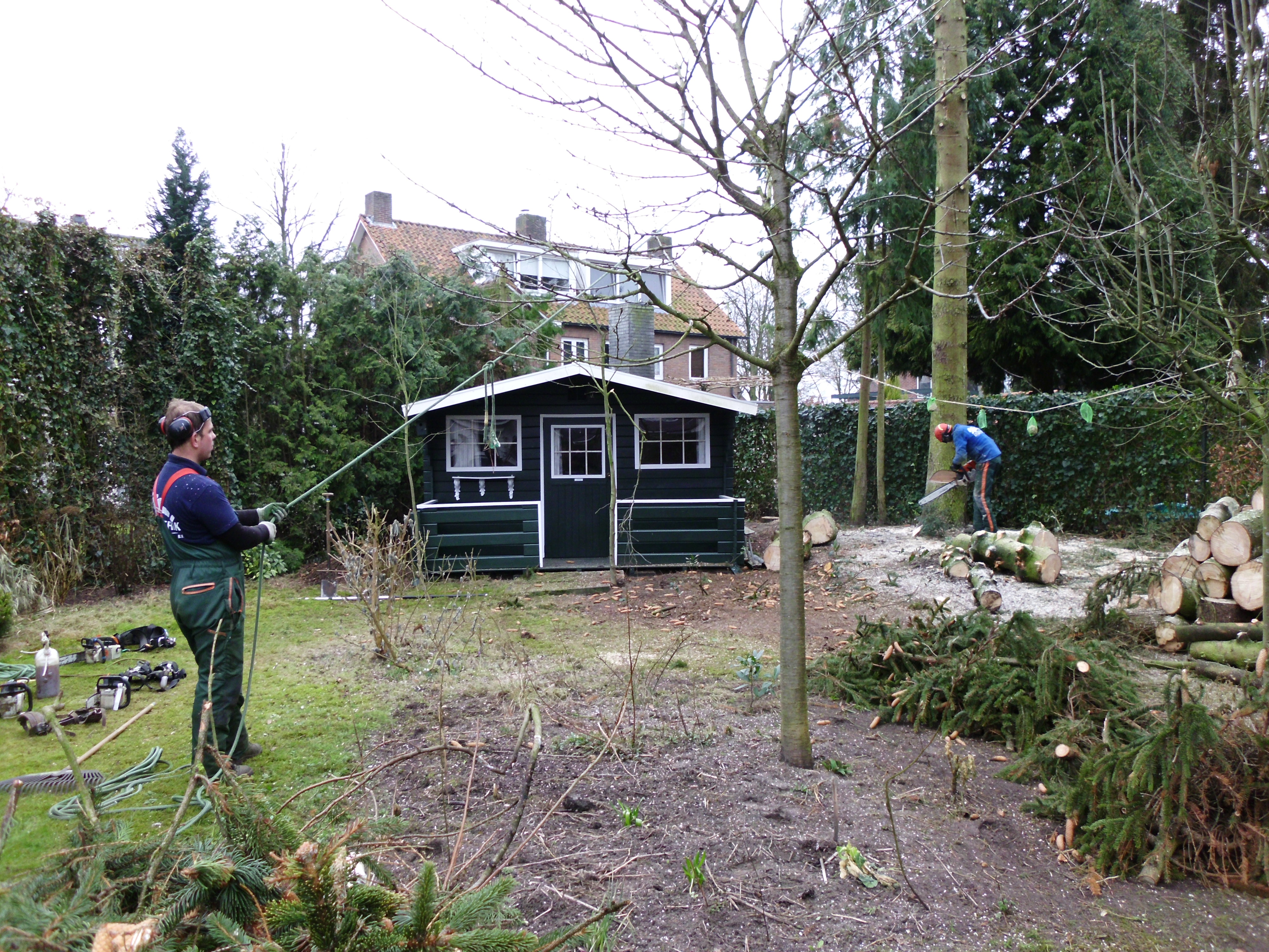 Vellen van grote bomen in achtertuin.